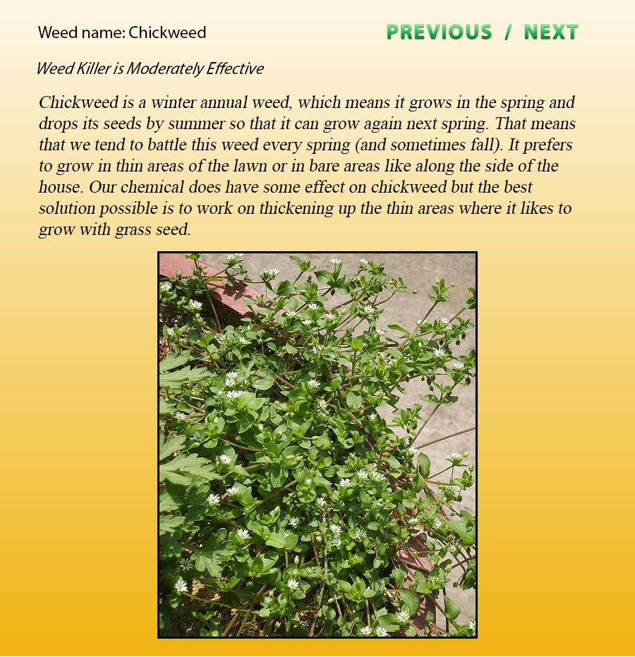 Chickweed